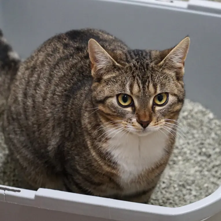 Cat Pooping Outside Litter Box: Why And How