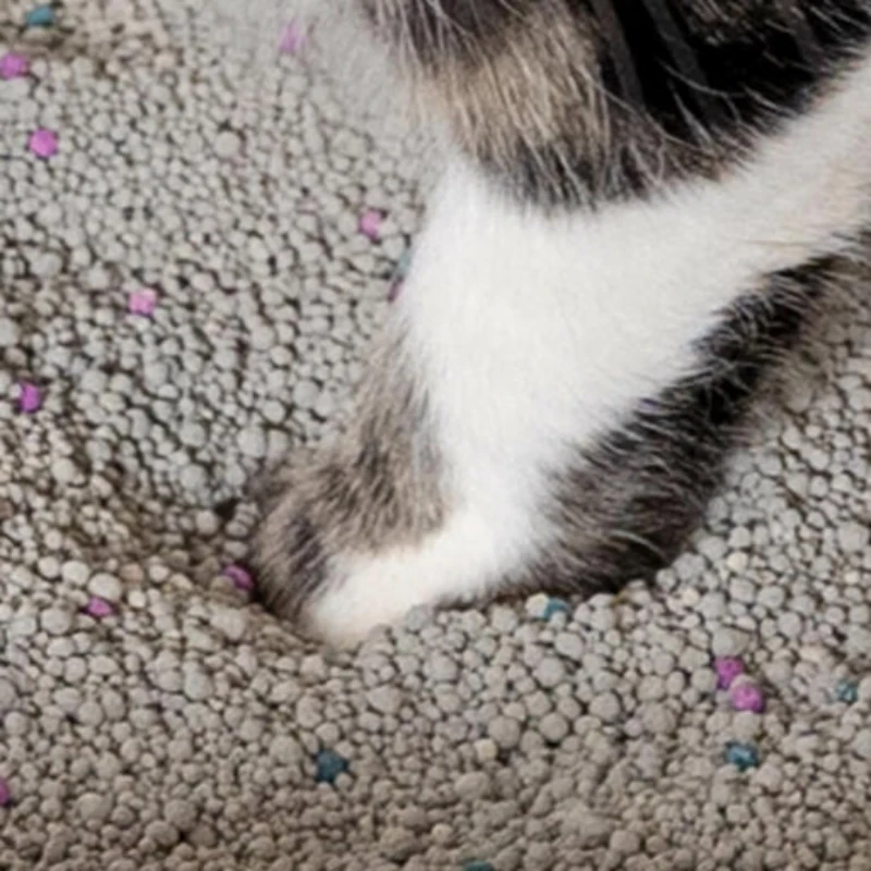 What Dissolves Cat Litter in a Drain? Safe and Effective Solutions 2024