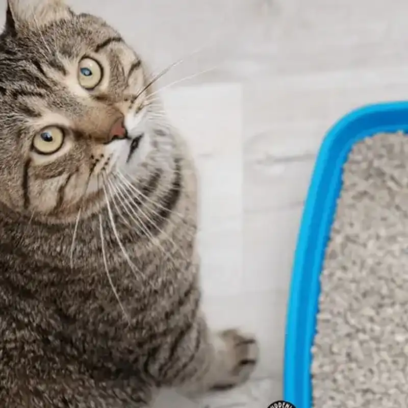 How Often to Change Cat Litter? Guide to Cat Litter Replacement